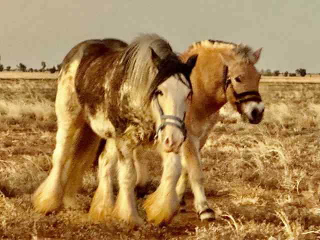 Gypsy Cob Gelding, registered | Horses & Ponies | Gumtree Australia Mt ...