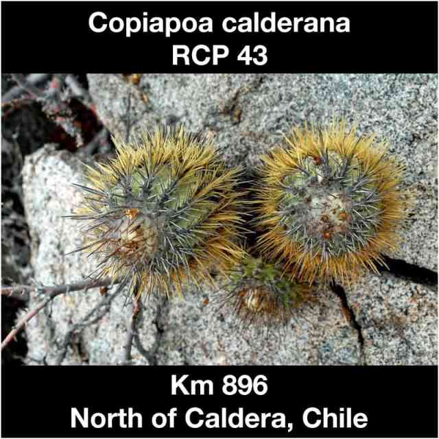 Copiapoa calderana (North of Caldera) 10 seeds rare cactus - Plants in ...