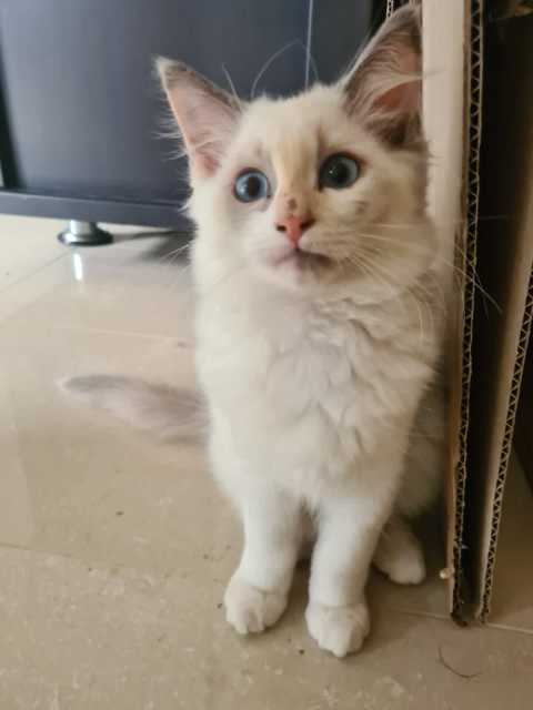 Female Ragdoll kitten | Cats & Kittens | Gumtree Australia Greater ...