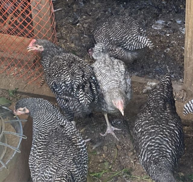 Plymouth rock pullet/hen/ chicken | Livestock | Gumtree Australia ...