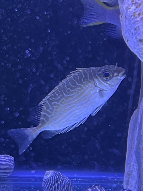 marine fish many type | Fish | Gumtree Australia Brisbane South West ...