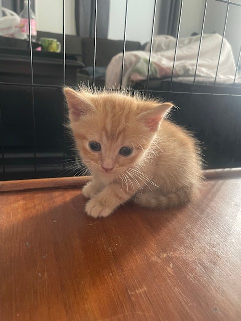 Kittens well be ready to leave the mum on the 13th of Apirl | Cats ...