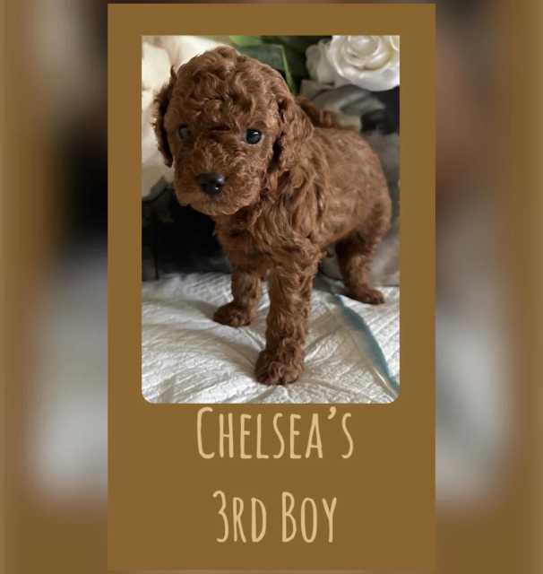 READY SOON 🏡 Ruby Red F1b Toy Cavoodle Puppies 🐶 | Dogs & Puppies ...