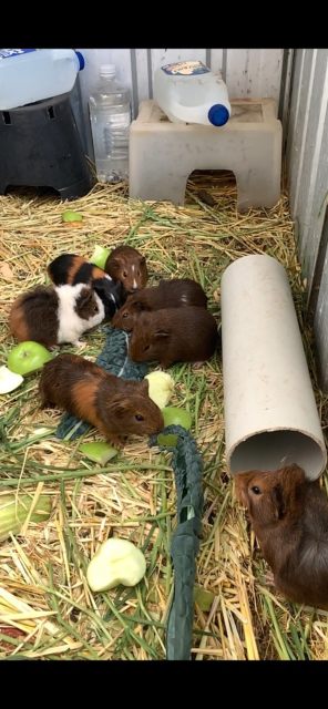 Guinea pigs for sale | Other Pets | Gumtree Australia Outer Geelong ...