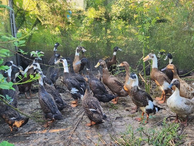 Ducks for sale. Indian runner cross magpie | Livestock | Gumtree ...