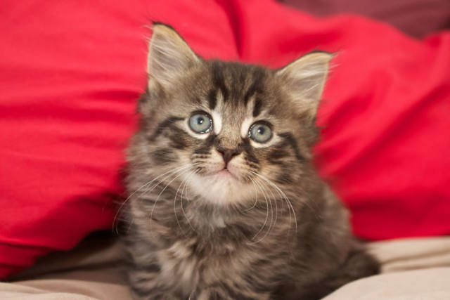Marley rescue kitten SK6813 vetted - Petstock Forrestdale 23/3 | Cats ...