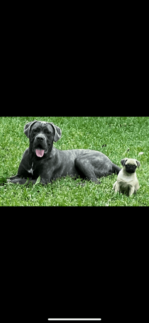 Purebred Cane Corso Blue Brindle make a offer home is more important ...