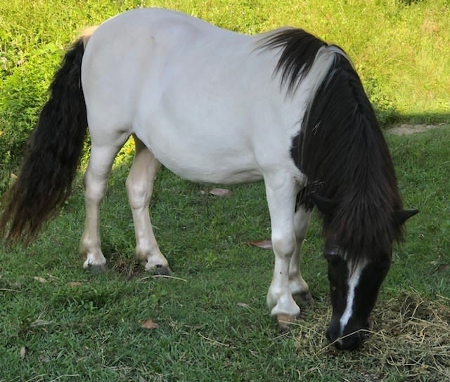 Kids Pony. Broken in | Horses & Ponies | Gumtree Australia Brisbane ...