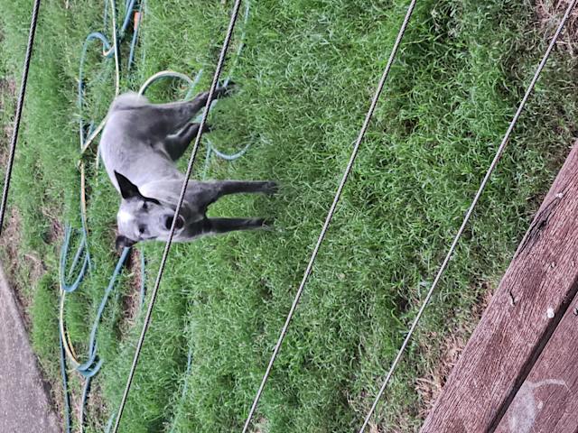 Beautiful stumpy tail Blue cattle Girl | Dogs & Puppies | Gumtree ...