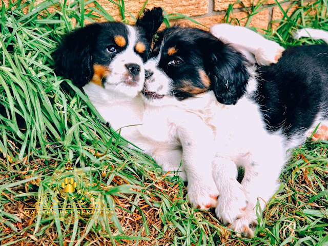Mini Aussalier 2 GIRLS (Merle Aussie Shepherd x Petite Cavalier) | Dogs ...
