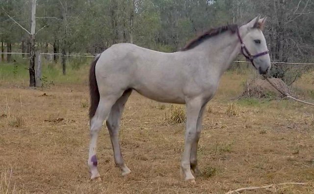 Clydie x youngstock | Horses & Ponies | Gumtree Australia Lockyer ...