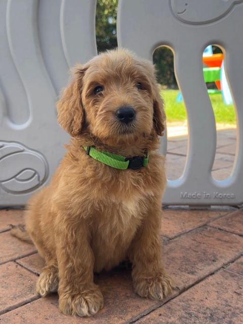 F1 Standard Groodle Male Puppy Ready Now | Dogs & Puppies | Gumtree ...