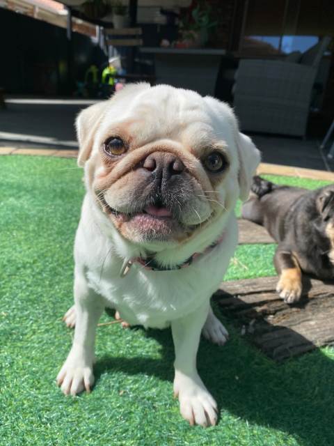 Purebred Cream Pug | Dogs & Puppies | Gumtree Australia Gold Coast ...