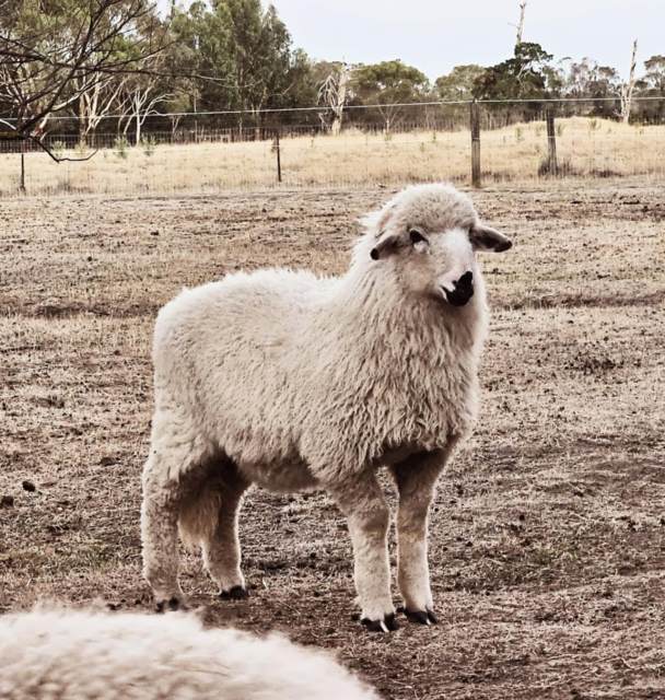 Blacknose Sheep - F1 Swiss Valais Wether | Livestock | Gumtree ...