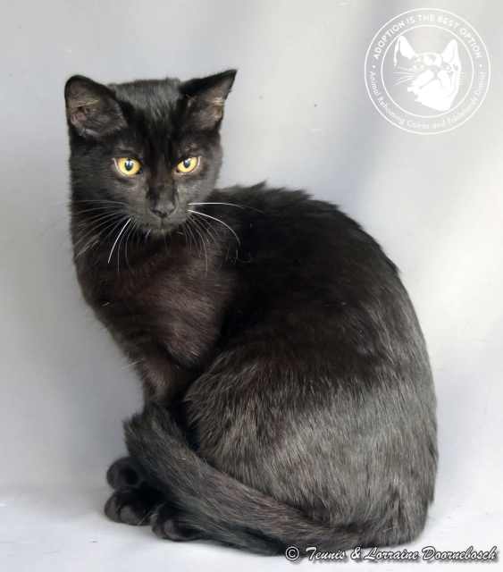 Metallicat is an angel | Cats & Kittens | Gumtree Australia Tablelands ...