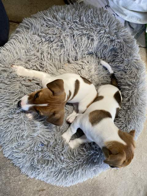 pure jack russell pups | Dogs & Puppies | Gumtree Australia Golden ...