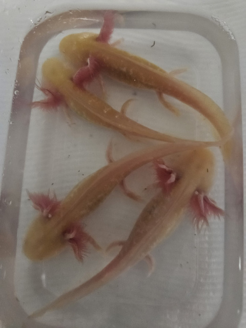 Axolotl small juveniles | Fish | Gumtree Australia Kalamunda Area ...