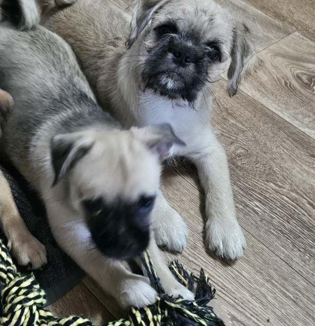 Can you handle the Cuteness? Pugzu/Shug puppies ready for new homes ...