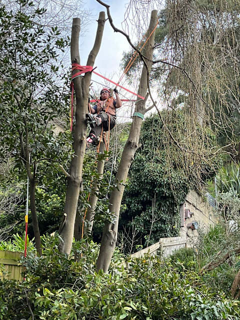 Experienced Tree Climber for Parks and Gardens | Landscaping ...