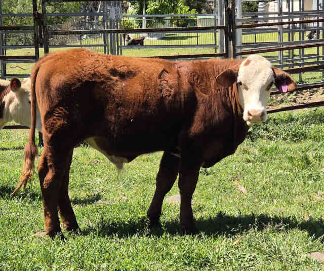 Quality cattle for sale- 2 steers, 1 bull, 1 heifer | Livestock ...
