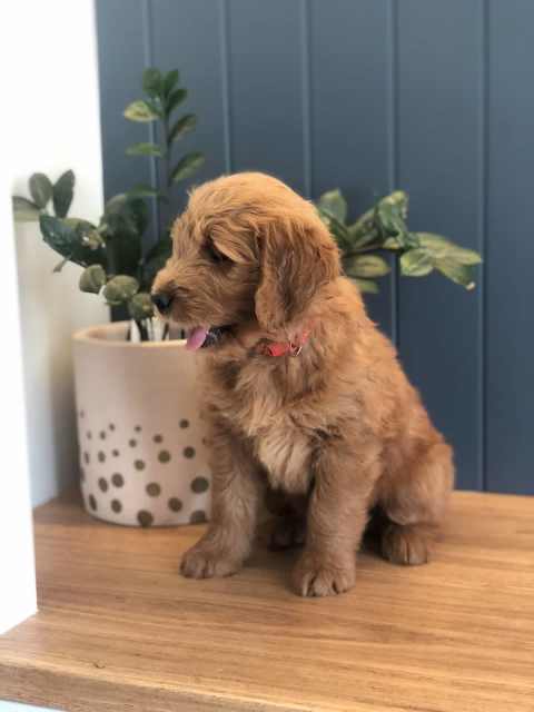 Red female groodle puppy | Dogs & Puppies | Gumtree Australia Newcastle ...
