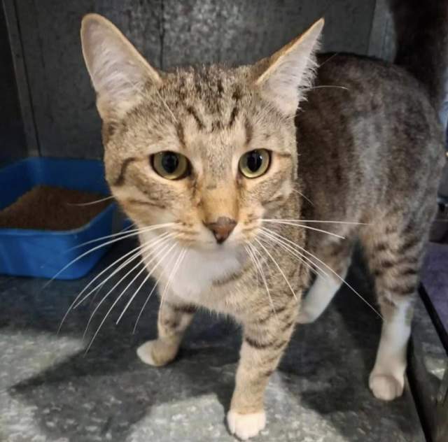 Fully Vetted Barn cat likes to live indoors and outdoors on property ...