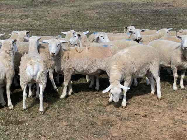 Dorper x Aussie white Ewes | Livestock | Gumtree Australia Forbes Area ...
