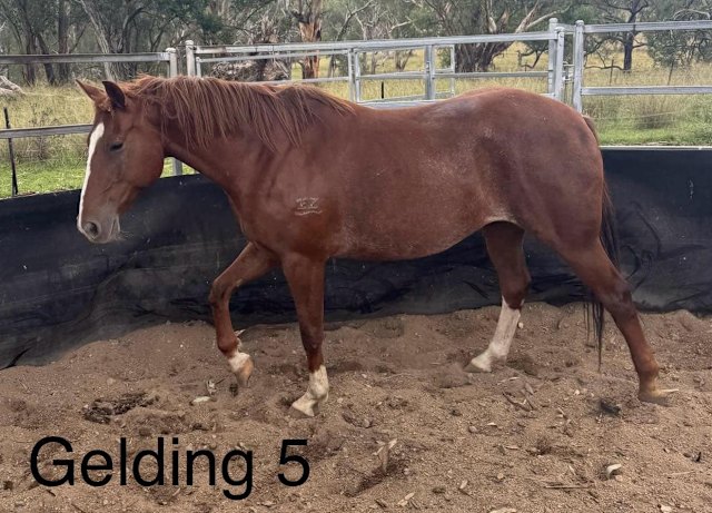 QUALITY PROJECT ASH GELDINGS | Horses & Ponies | Gumtree Australia ...