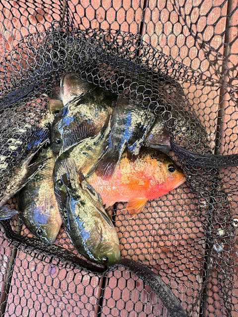 Hybird veija red mammon | Fish | Gumtree Australia Brisbane South West ...