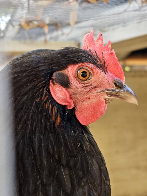 Rhode Island Red & Australorp Roosters & Black Copper Maran hens ...