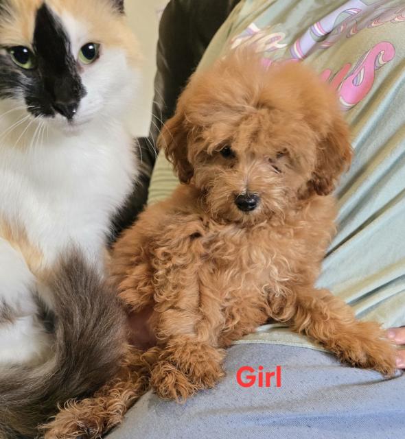 Adorable Female toy moodle puppy ready for her new family. | Dogs ...