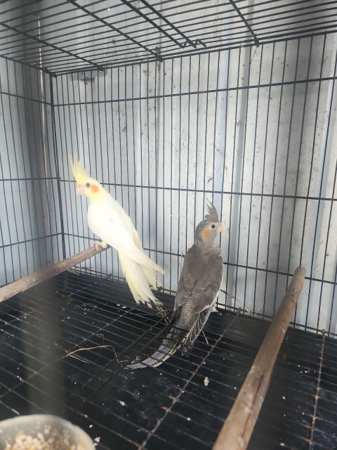 for sale young unrelated pair of cockatiels | Birds | Gumtree Australia ...