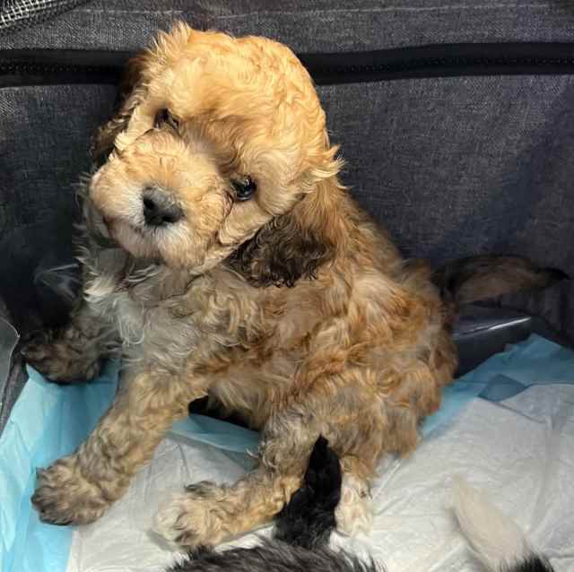 Cavoodle x Lhasa Apso/Cavalier Puppies | Dogs & Puppies | Gumtree ...