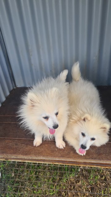 Japanese Spitz puppy - Pure Bred | Dogs & Puppies | Gumtree Australia ...