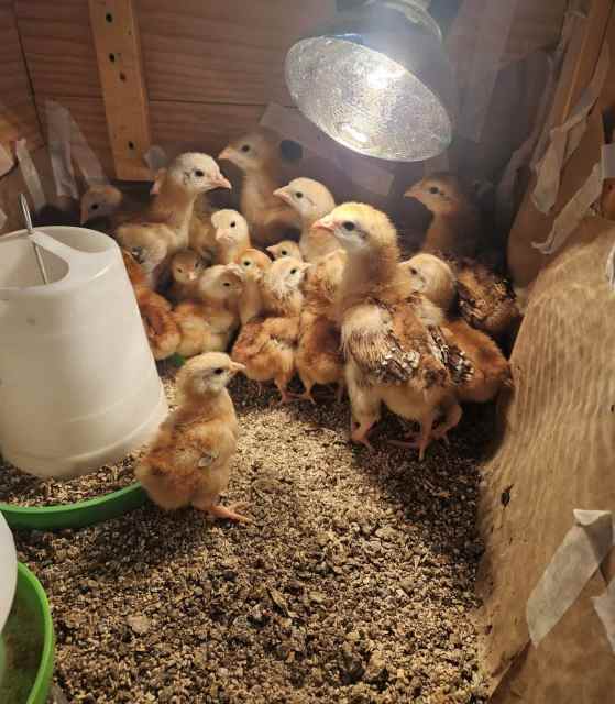 Rhode Island red chicks RIR chickens | Livestock | Gumtree Australia ...