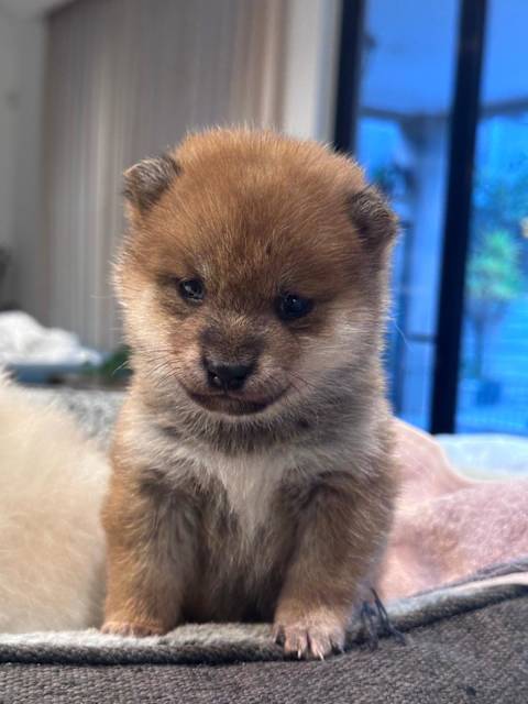 Purebred Mame Shiba Inu Tan Female | Dogs & Puppies | Gumtree Australia ...