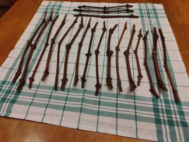 Grape Vine Cuttings Isabella /Fragola/Strawberry Grape Drummoyne 2047 ...