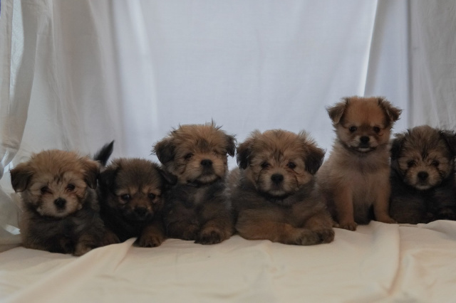 Pomeranian x Poodle puppies for sale! NEGOTIABLE PRICE! | Dogs ...