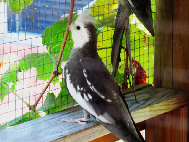 Aviary Cockatiels / Weiros For Sale (untamed) | Birds | Gumtree ...