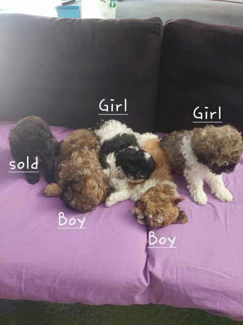 shmoodle puppies ready for new homes | Dogs & Puppies | Gumtree ...
