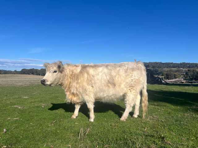 Herd of 7 Purebred Registered Female Miniature Galloway Cattle ...