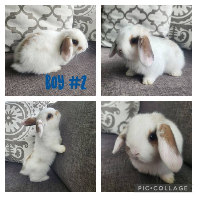 Pure Bred Mini Lop Baby Bunny Rabbit | Rabbits | Gumtree Australia ...