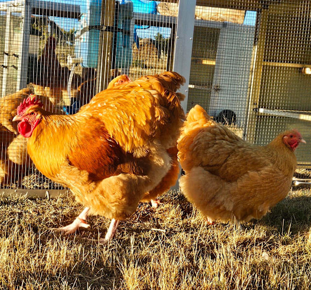 Buff Orpington Young Group. | Livestock | Gumtree Australia Central ...
