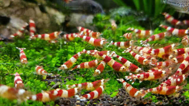 Crystal Red Shrimp CRS Candy Cane breeding stock | Fish | Gumtree ...