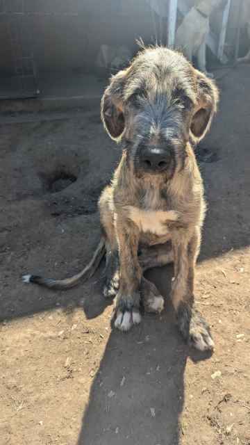 Ready for new homes now - 4x Purebred Irish Wolfhound Puppies | Dogs ...