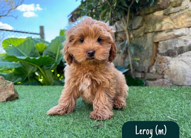 Adorable Ruby Cavoodle Brothers - Available Now | Dogs & Puppies ...
