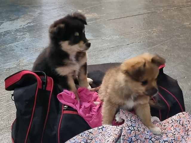 PomChi pups Chihuahua x Pomeranian | Dogs & Puppies | Gumtree Australia ...