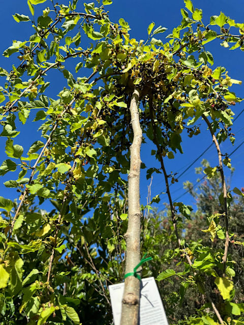 Large weeping mulberry tree - Plants in Lakemba NSW | Gumtree Australia