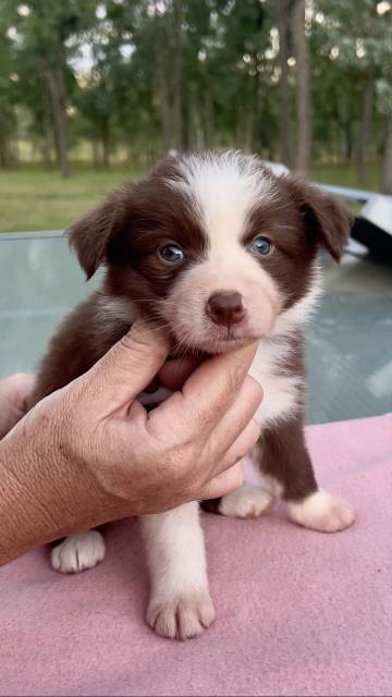 Pure Border Collie Pups | Dogs & Puppies | Gumtree Australia Ipswich ...