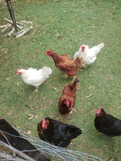 Chooks Red Black White | Livestock | Gumtree Australia Fraser Coast ...